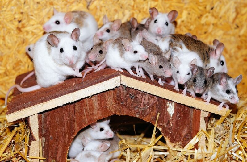 11 Cara Menghilangkan Bau Bangkai Tikus