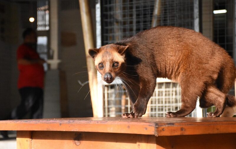 8 Cara Mengusir Musang yang Wira Wiri di Sekitar Rumah