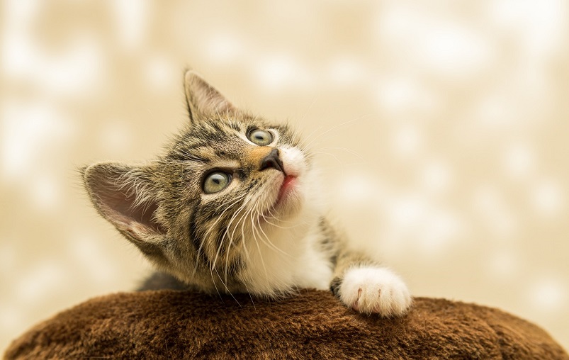 15 Cara Agar Kucing Tidak Berak Sembarangan